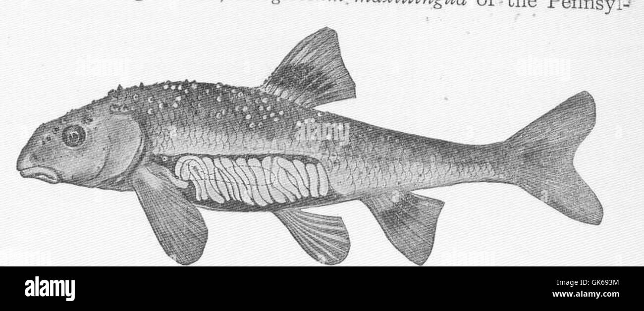 Nuptial tubercles hi-res stock photography and images - Alamy