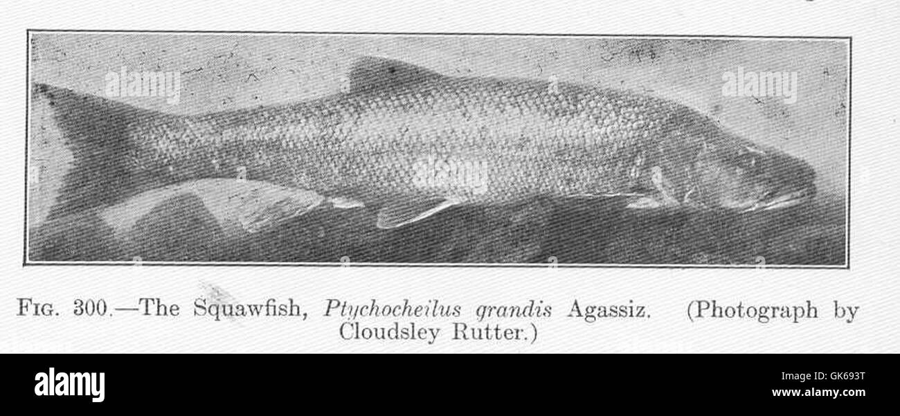 51837 Squawfish, Ptychocheilus grandis Agassiz Stock Photo - Alamy