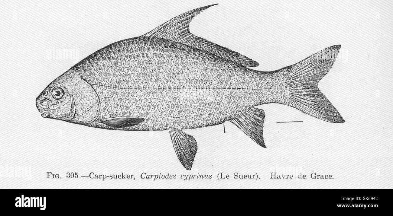 Cyprinus species Black and White Stock Photos & Images - Alamy