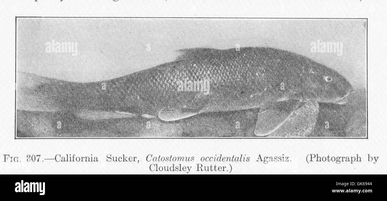 California sucker fish hi-res stock photography and images - Alamy