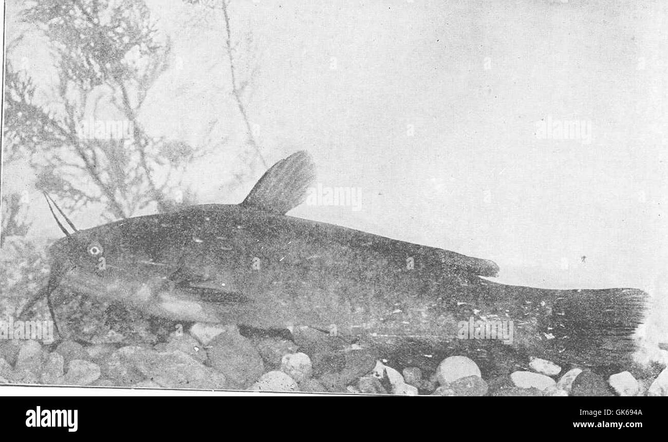 Horned pout hi-res stock photography and images - Alamy
