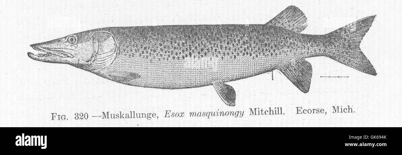 Muskie fish Black and White Stock Photos & Images - Alamy
