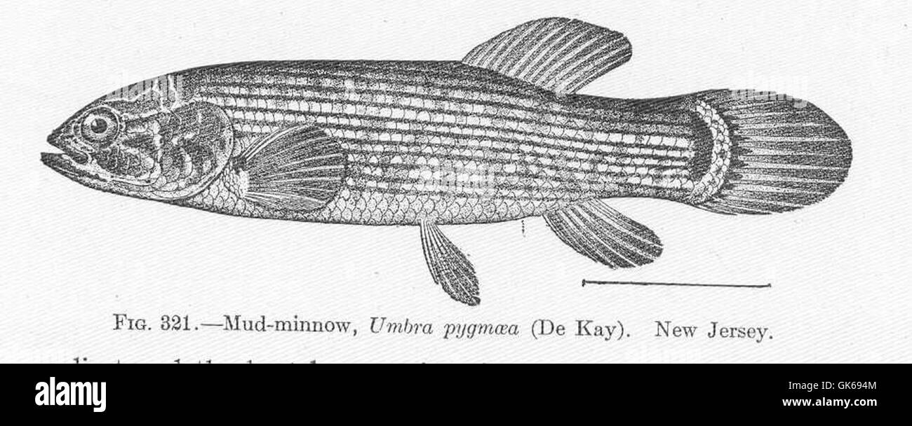 Mud minnow hi-res stock photography and images - Alamy