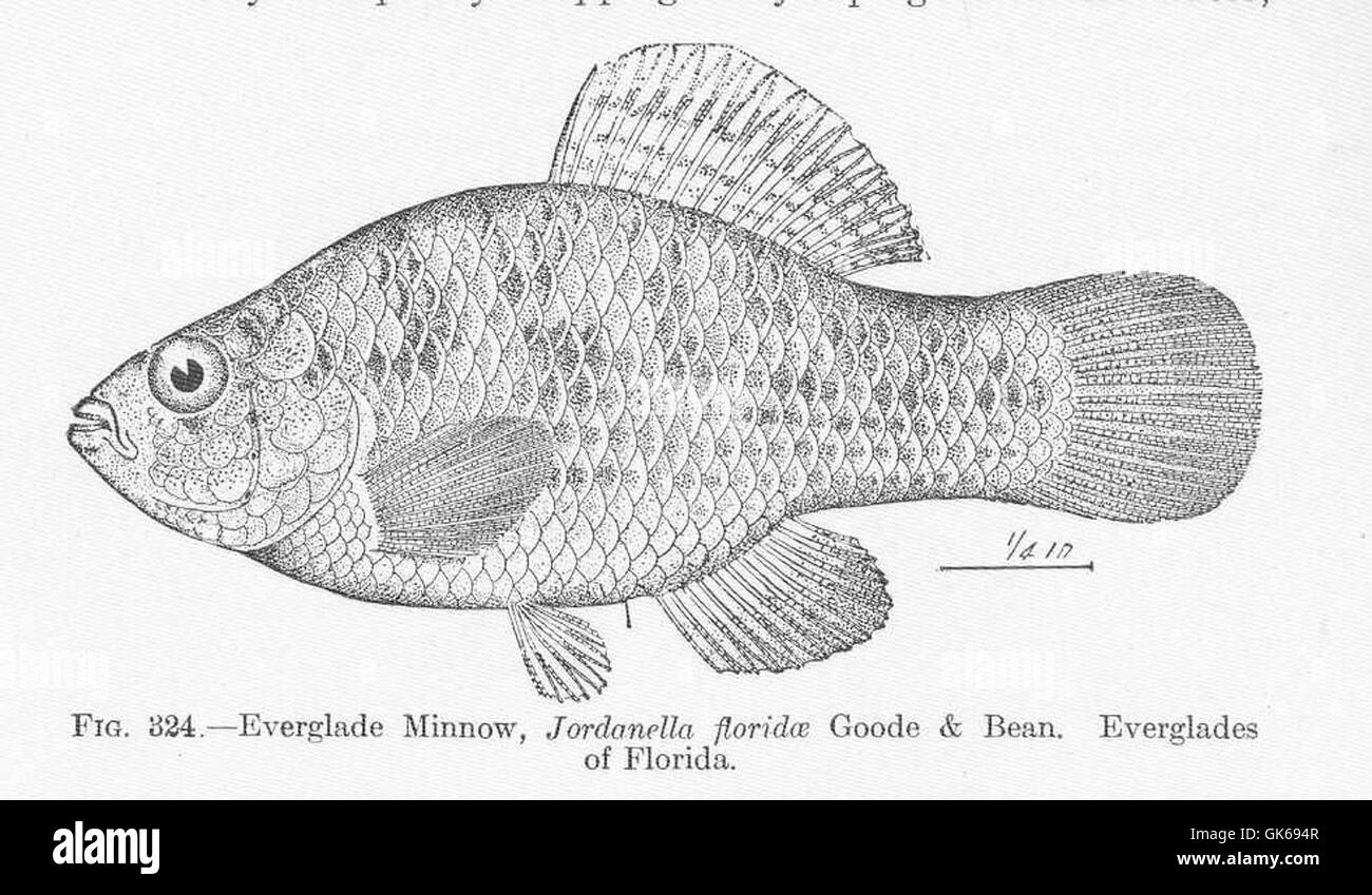 The Everglade minnow, Jordanella floridae, is a small freshwater fish ...