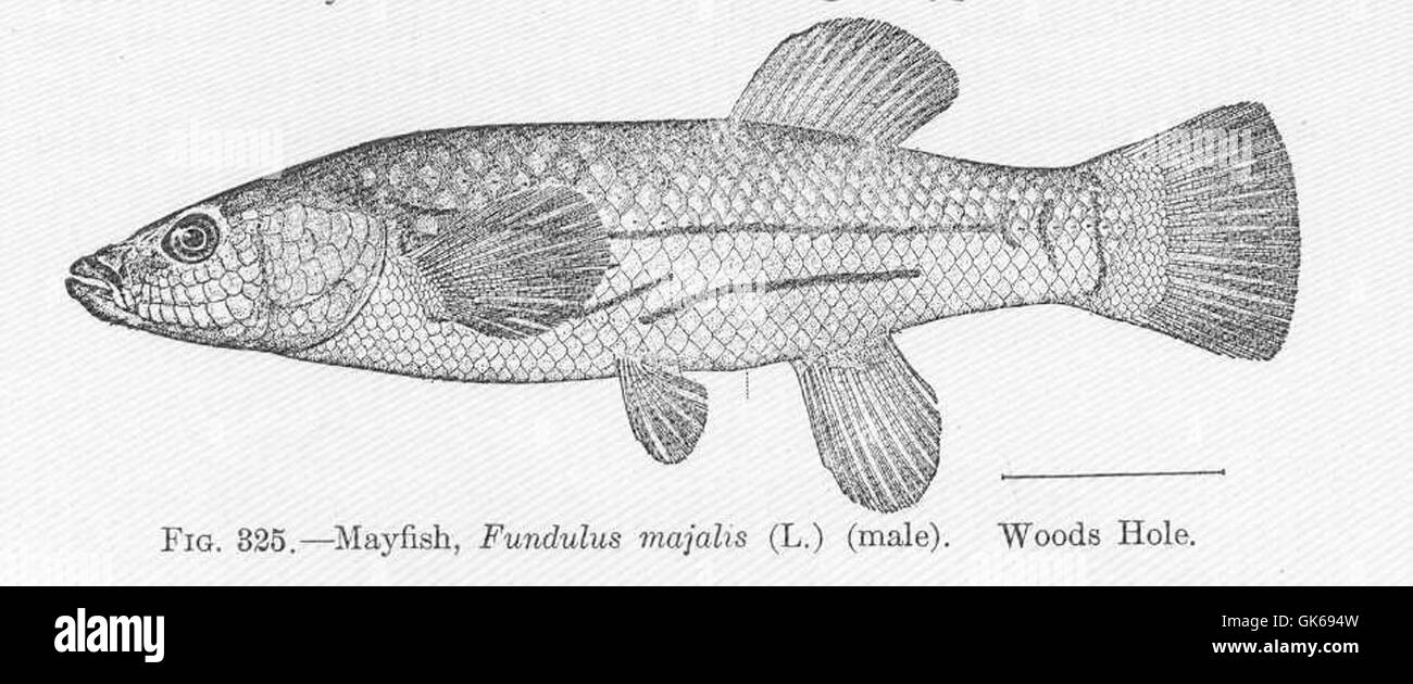 Mayfish Black and White Stock Photos & Images - Alamy