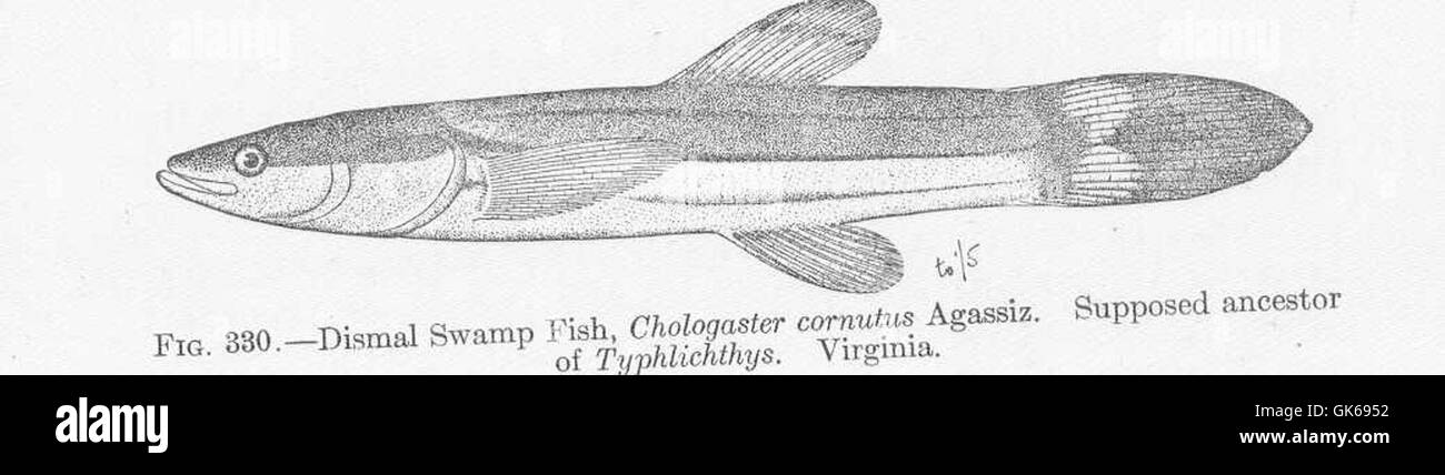 Chologaster cornutus, commonly known as the Dismal Swamp Fish, is ...