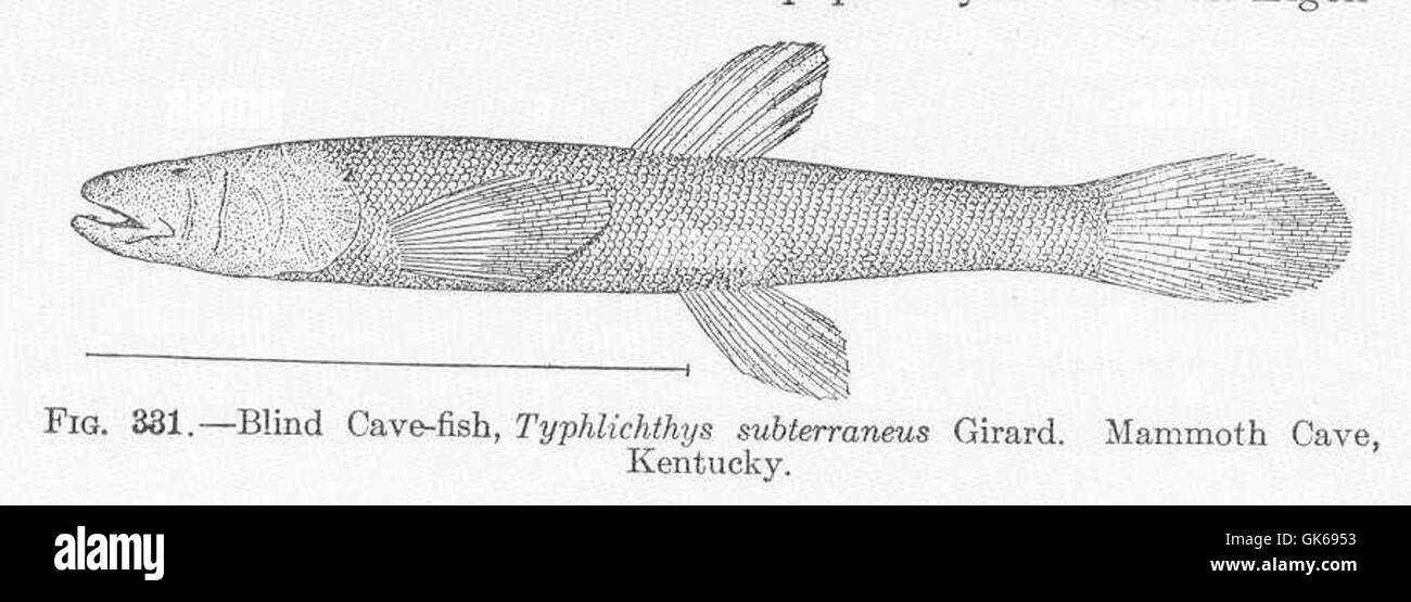 Blind cave fish hi-res stock photography and images - Alamy