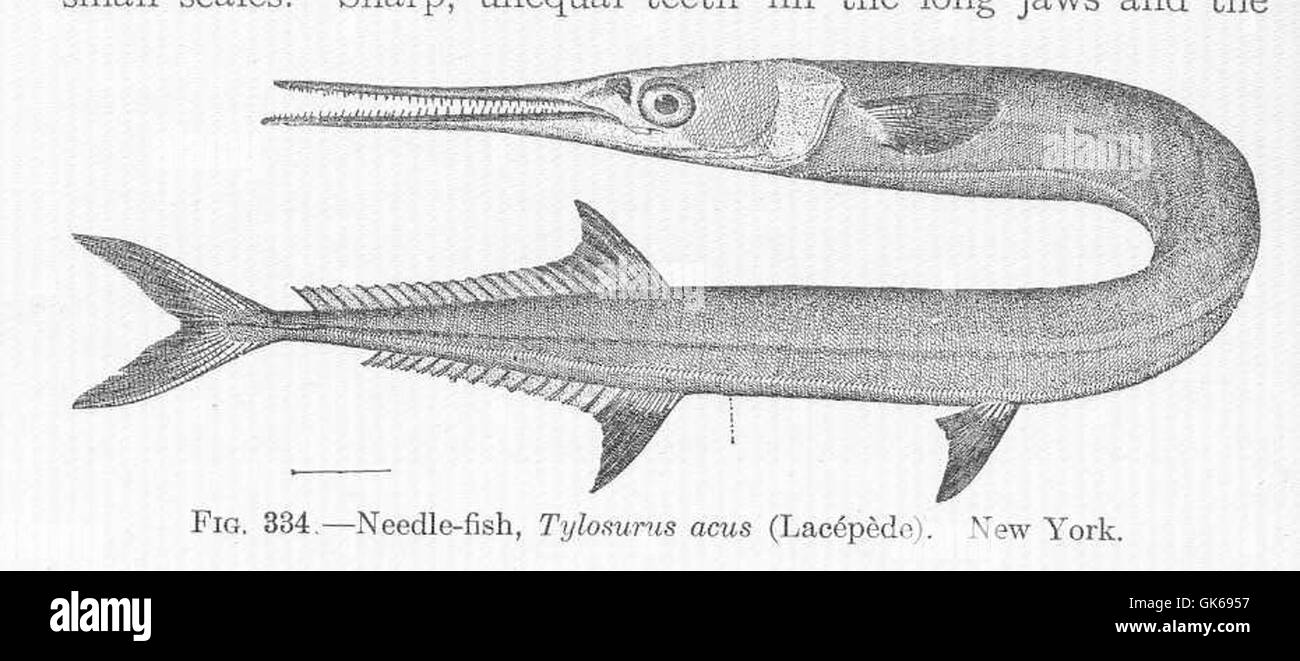 Needle Fish Drawing