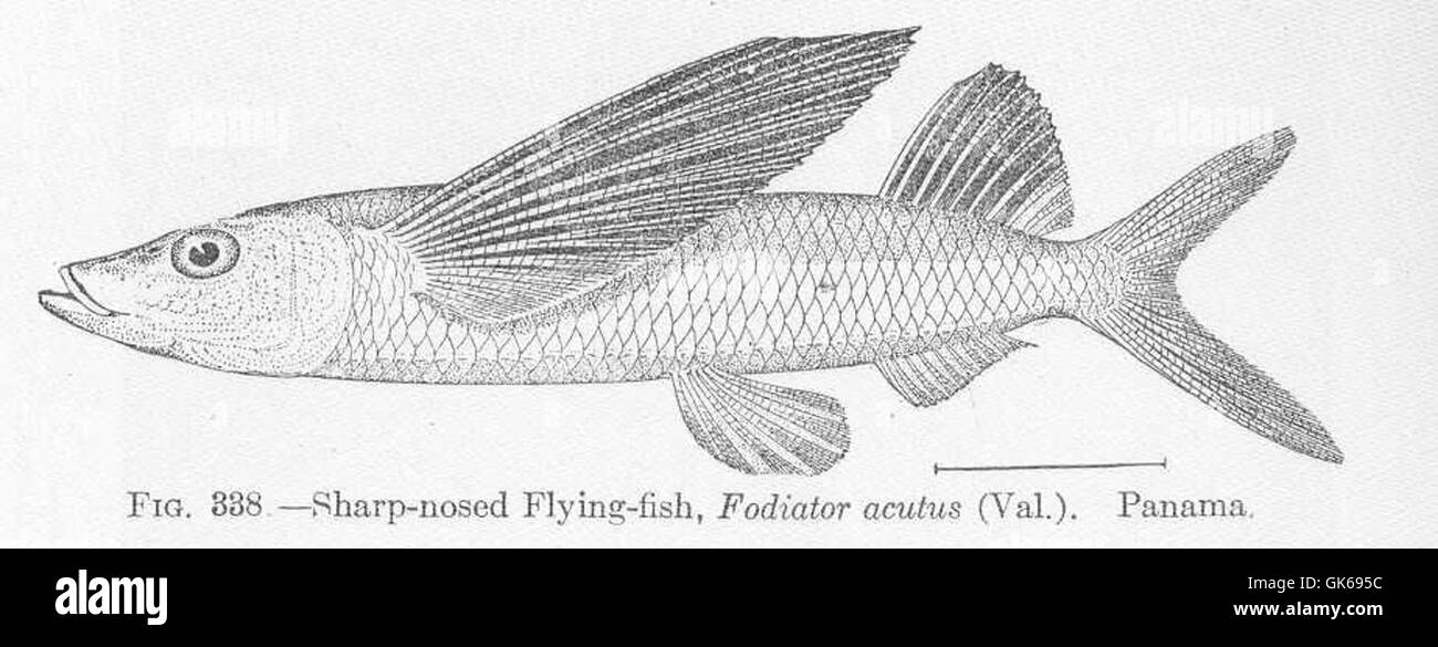 Flying fish species known Black and White Stock Photos & Images - Alamy