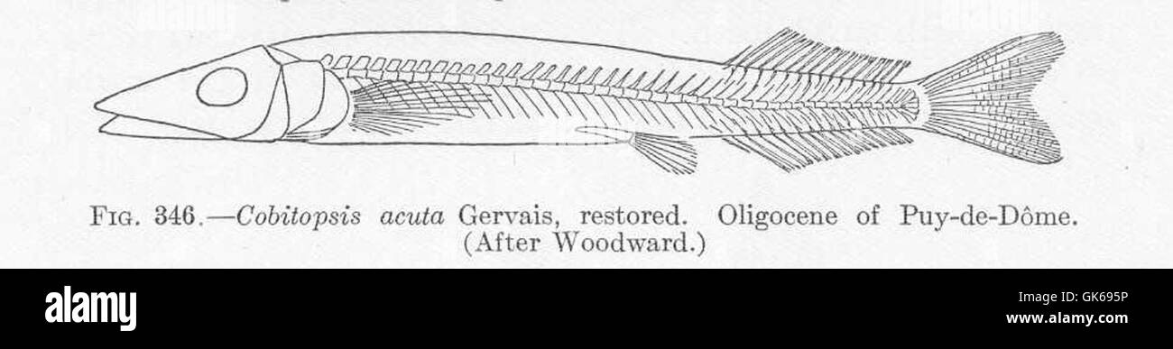 Restored antique map Black and White Stock Photos & Images - Alamy