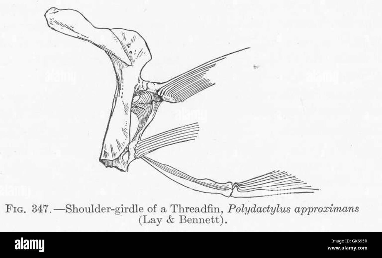 Shoulder girdle hi-res stock photography and images - Alamy