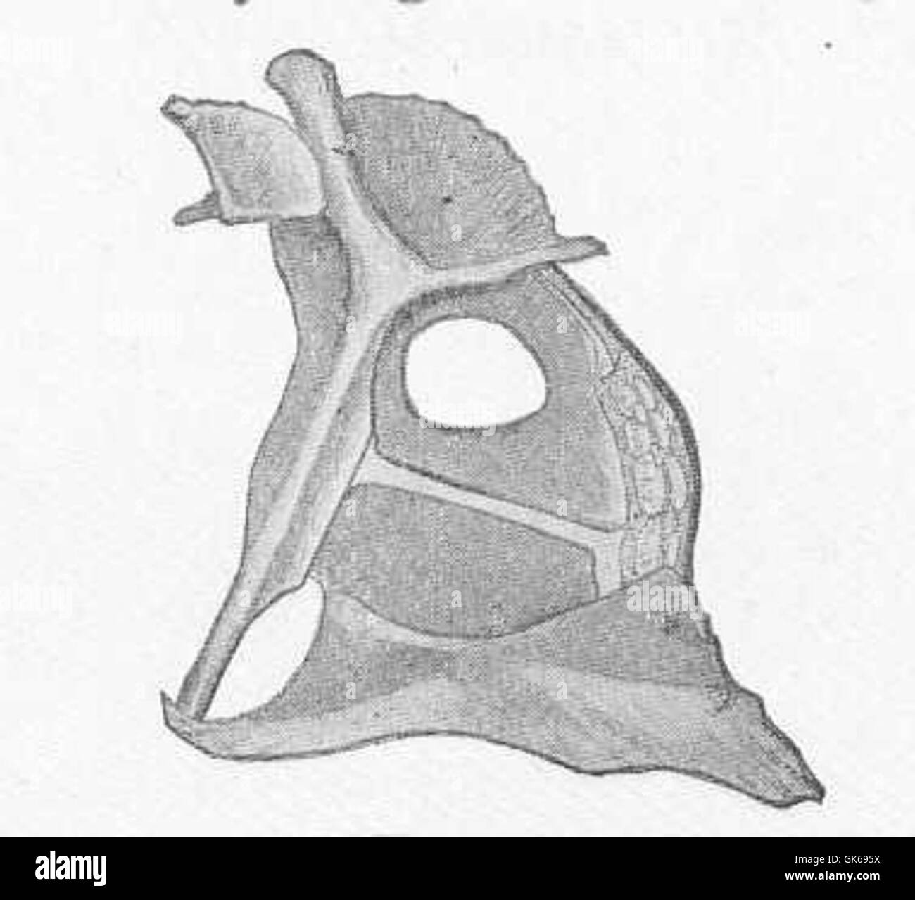 The shoulder-girdle of the stickleback (*Gasterosteus aculeatus*) is a ...