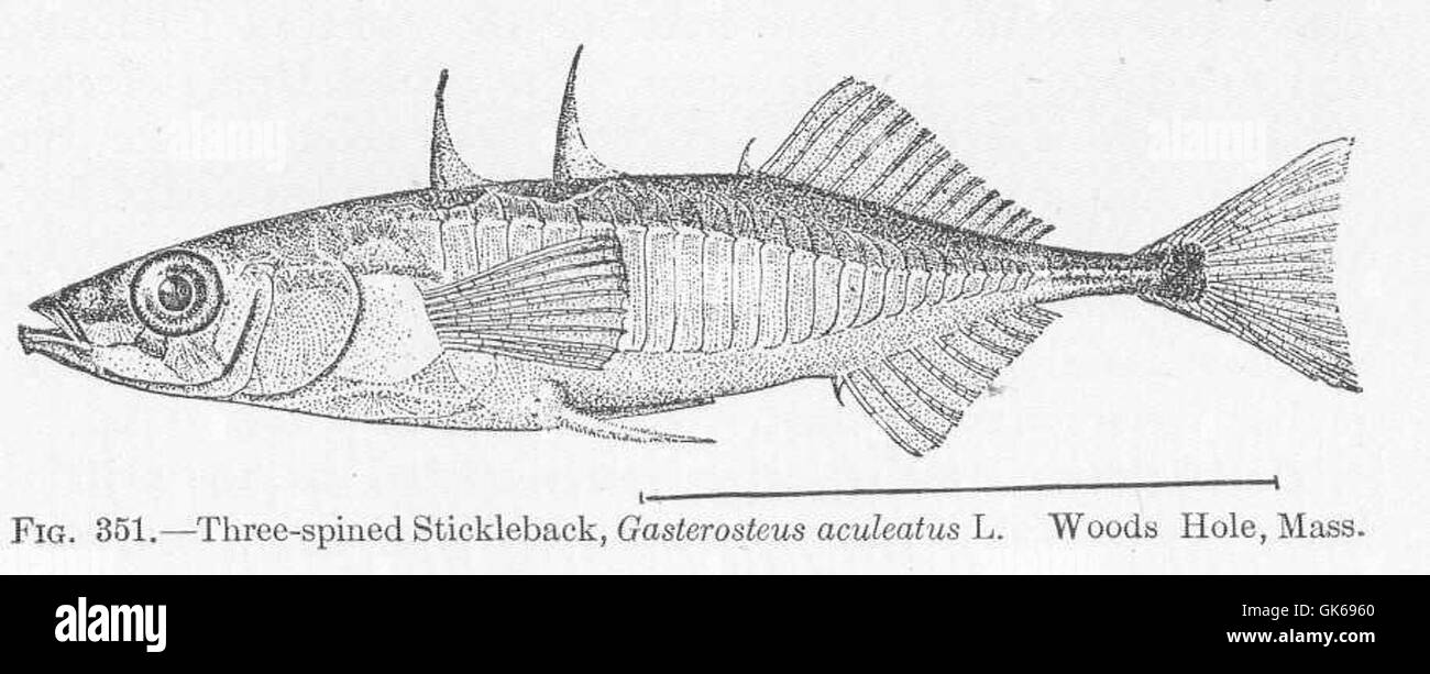 Three spined stickleback gasterosteus aculeatus hi-res stock ...