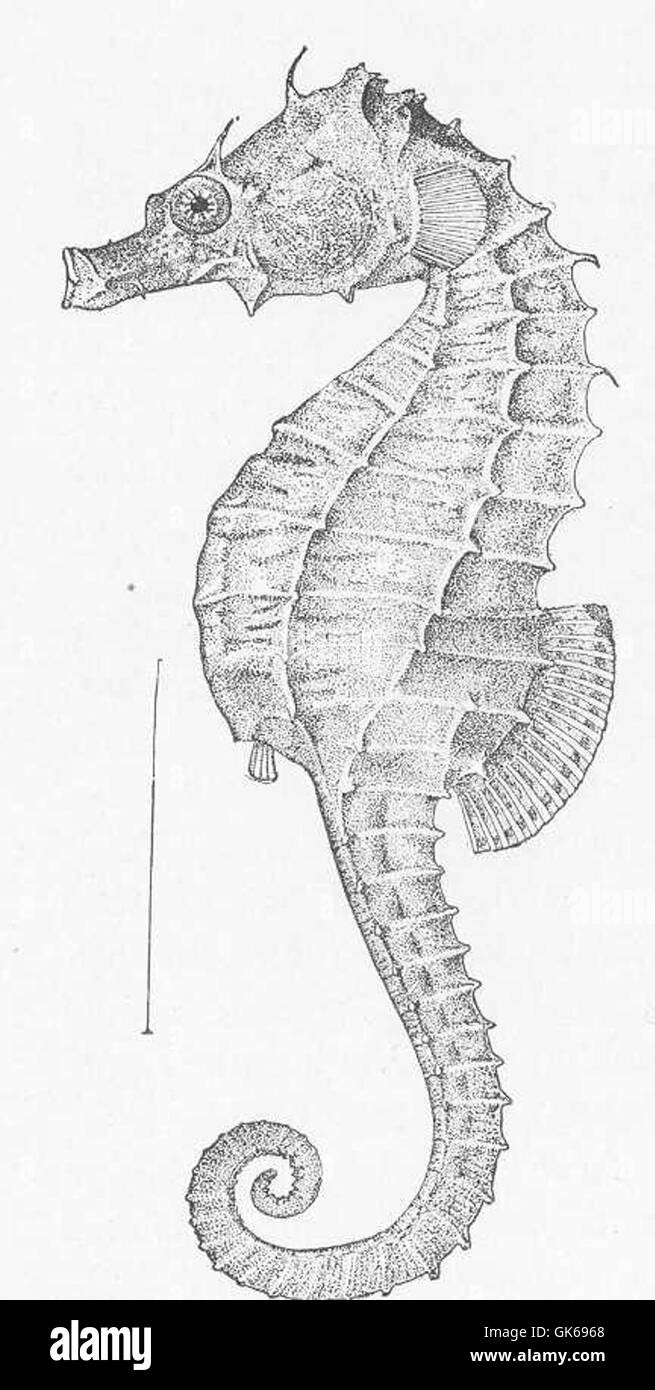 Seahorse anatomy hi-res stock photography and images - Alamy