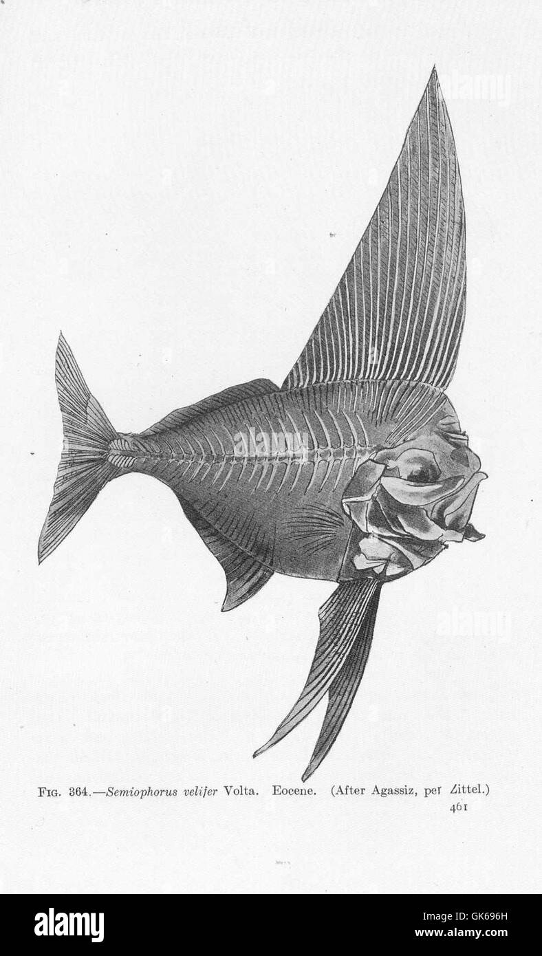 51902 Semiophorus velifer Volta Eocene Stock Photo - Alamy