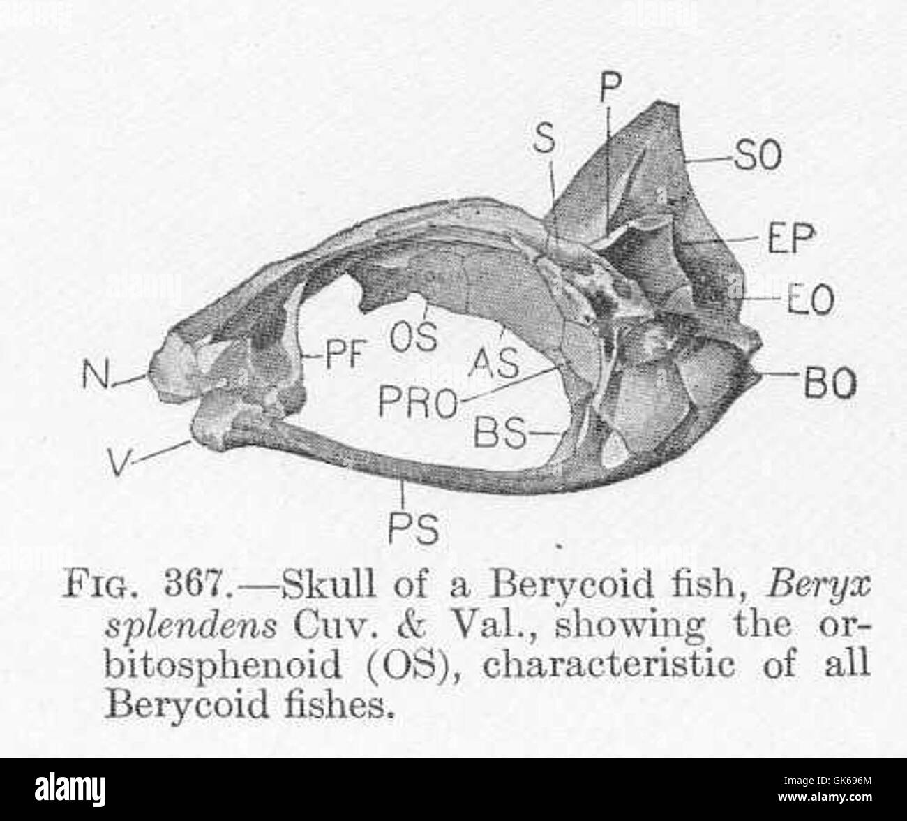 This image shows the skull of Beryx splendens, a berycoid fish species ...