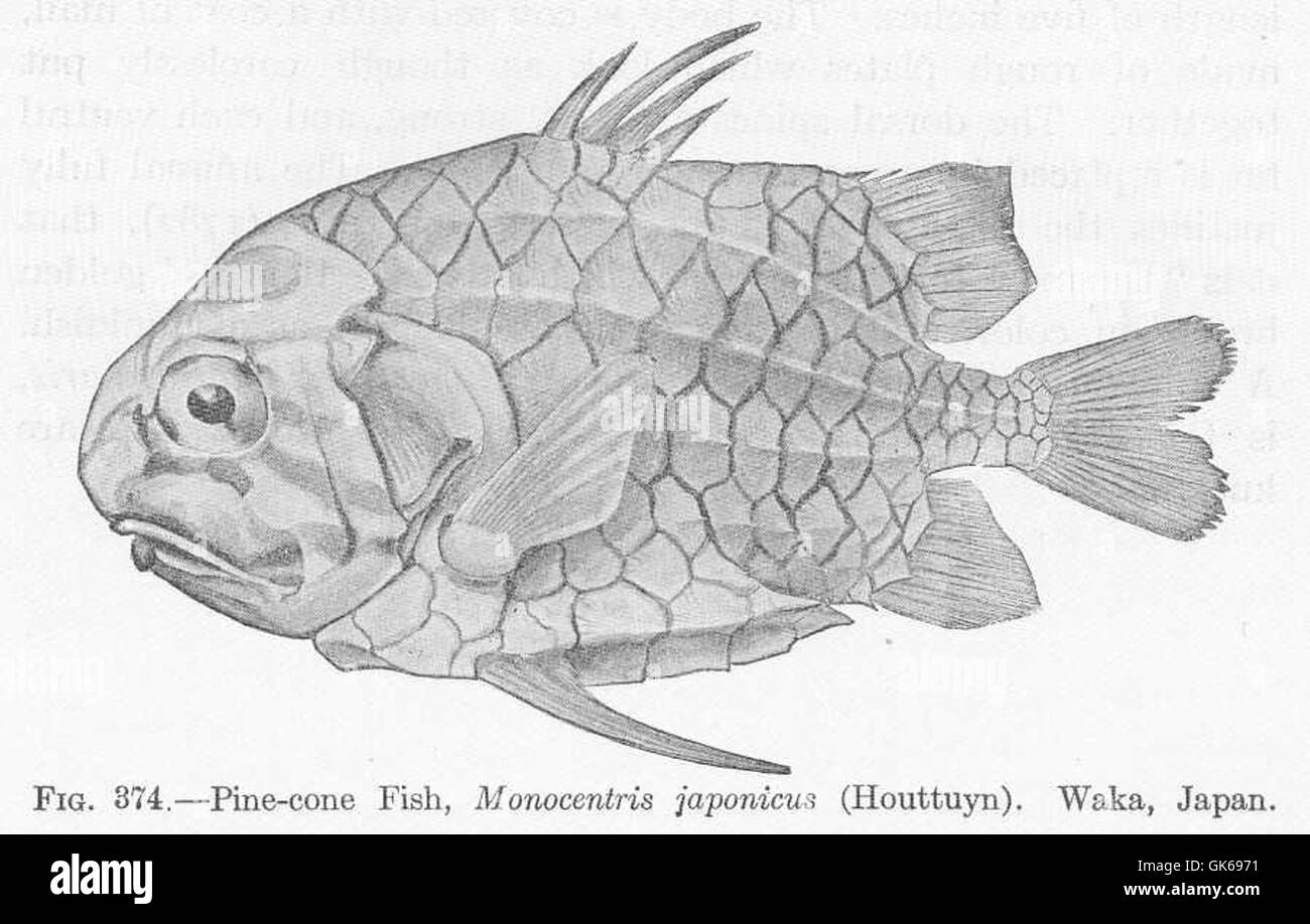 51912 Pine-cone Fish, Monocentris japonicus (Houttuyn) Waka, Japan ...