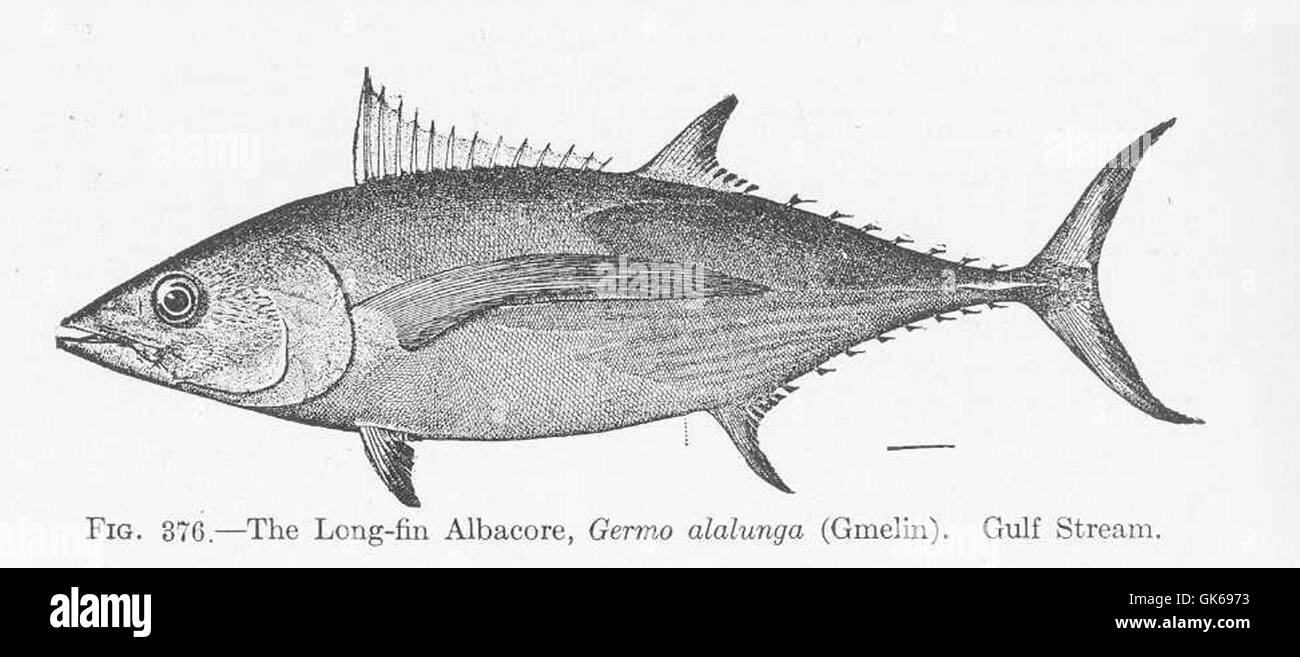 Germo alalunga hi-res stock photography and images - Alamy