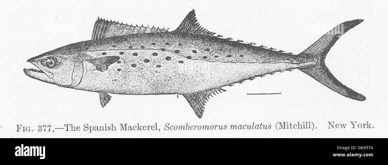 The *Scomberomorus maculatus*, or Spanish mackerel, is a fast-swimming ...