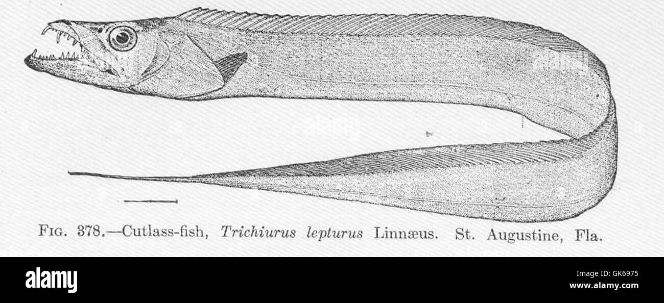 Cutlass fish hi-res stock photography and images - Alamy