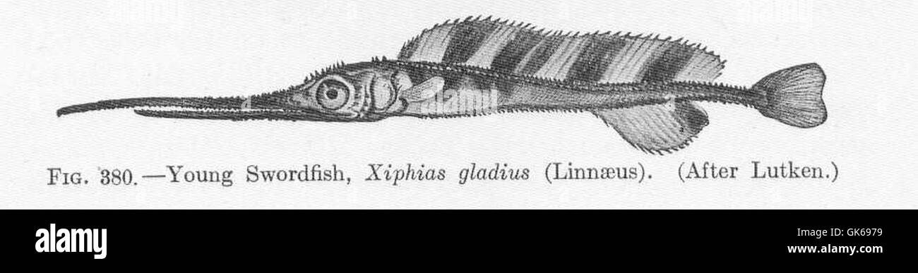 Xiphias gladius image Black and White Stock Photos & Images - Alamy