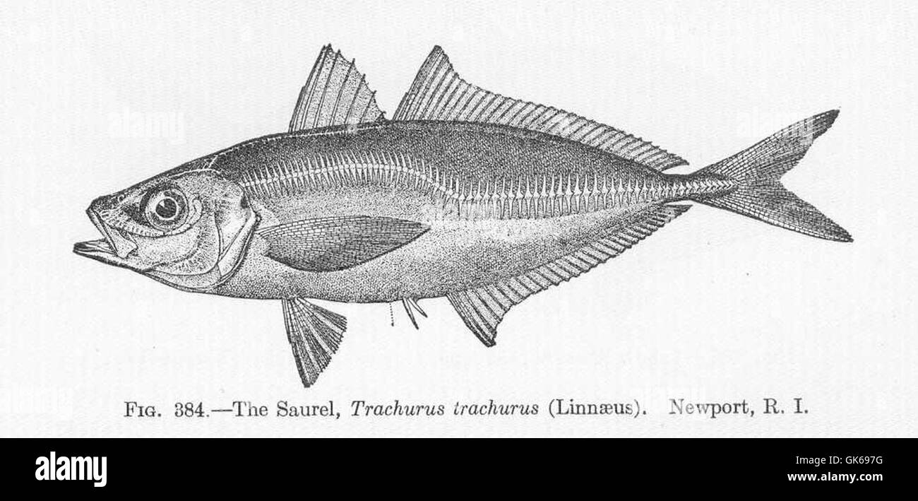 Trachurus trachurus, known as the common jack mackerel, is shown here ...