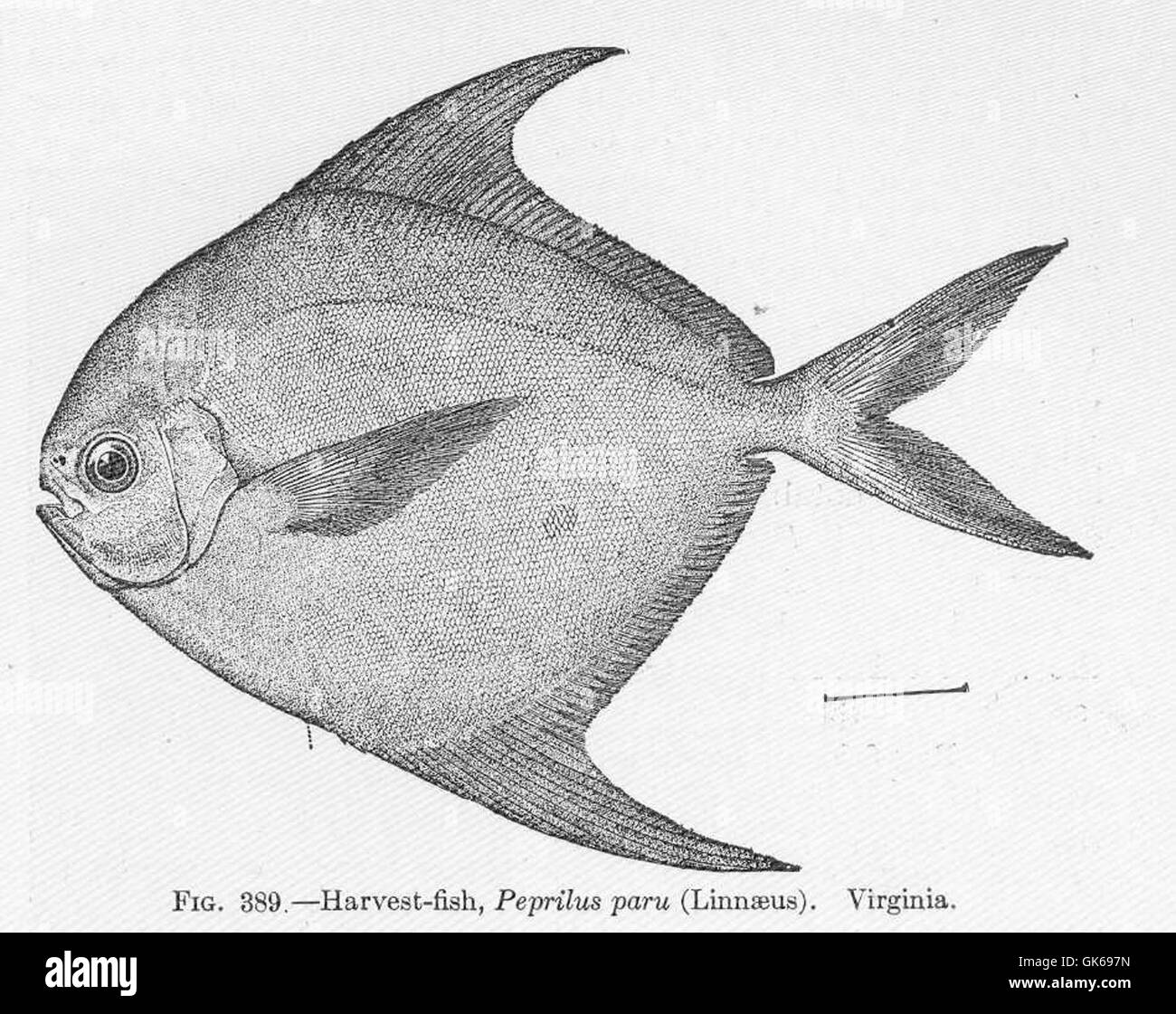 51927 hi-res stock photography and images - Alamy