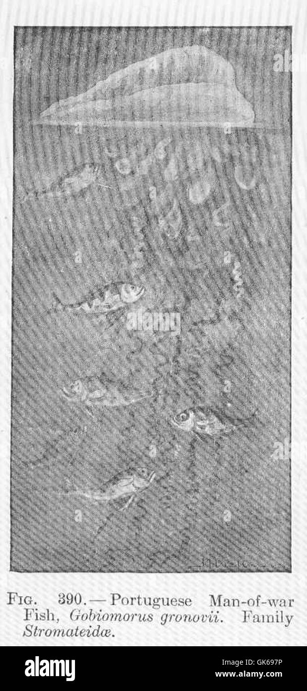 Stromateidae High Resolution Stock Photography and Images - Alamy