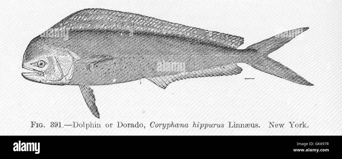 Coryphaena dorado Black and White Stock Photos & Images - Alamy