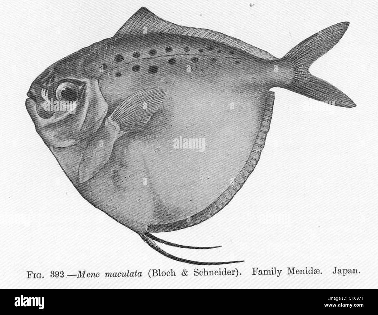 *Mene maculata*, also known as the spotted moonfish, is a species from ...