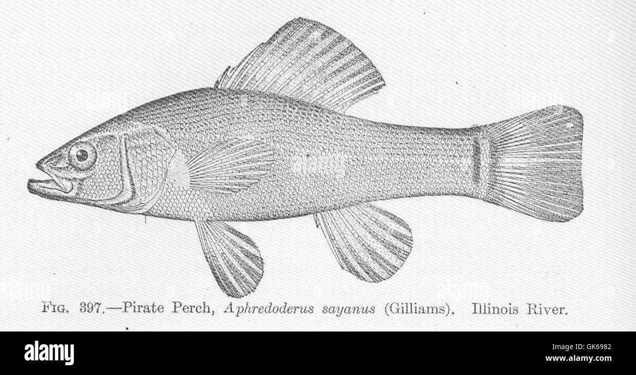 Pirate perch aphredoderus sayanus hi-res stock photography and images ...