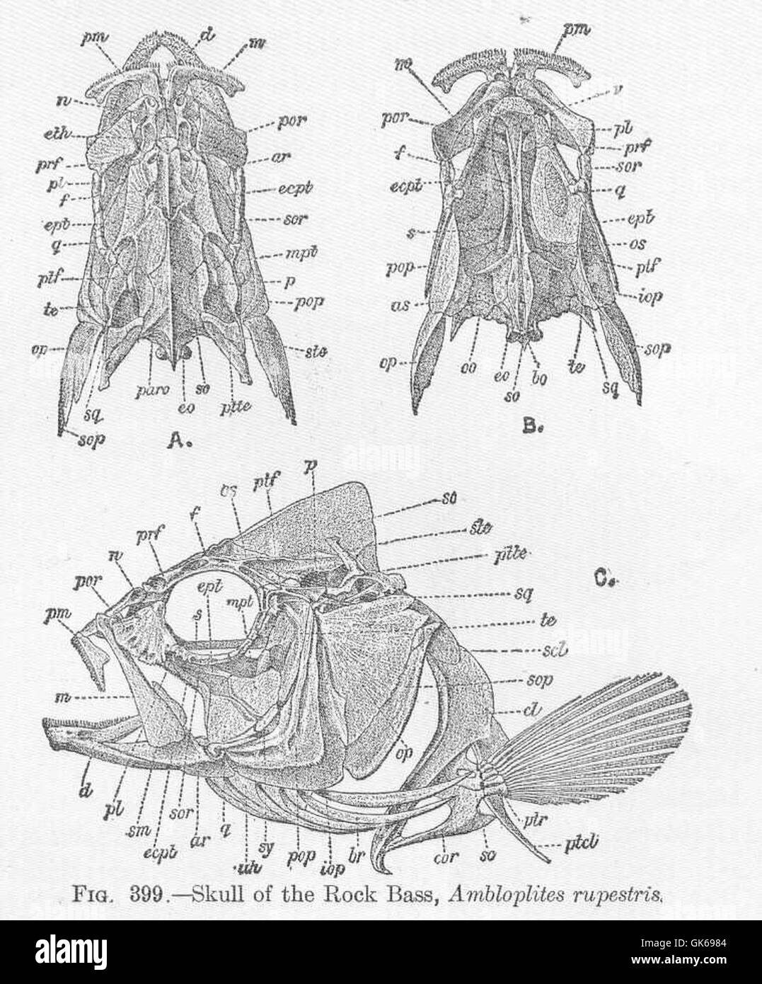 Bass identification hi-res stock photography and images - Alamy