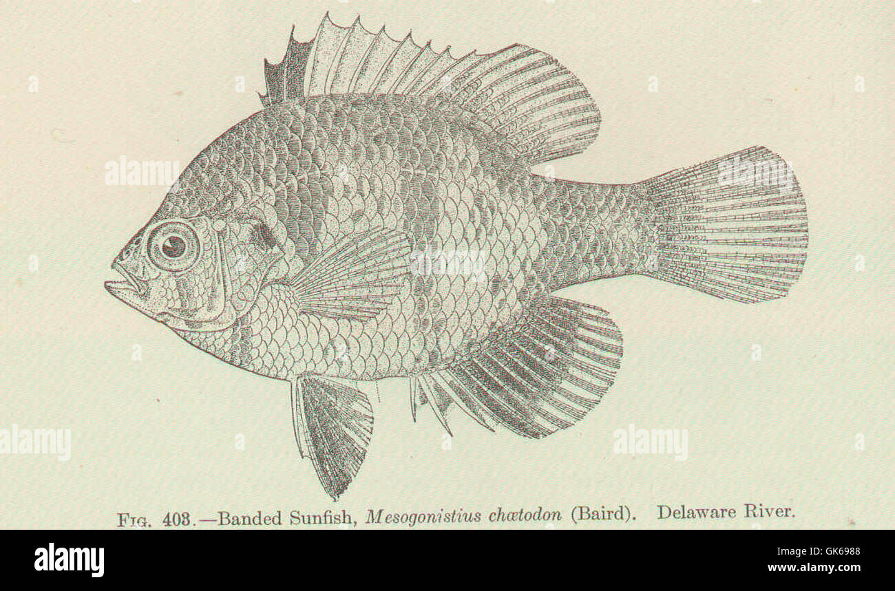 51941 Banded Sunfish, Mesogonistius chatodon (Baird) Delaware River ...