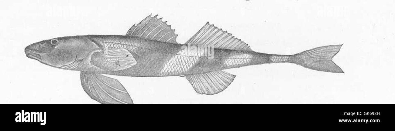 Family percidae hi-res stock photography and images - Alamy