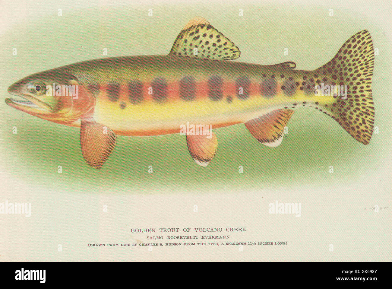 Trout creek map hi-res stock photography and images - Alamy