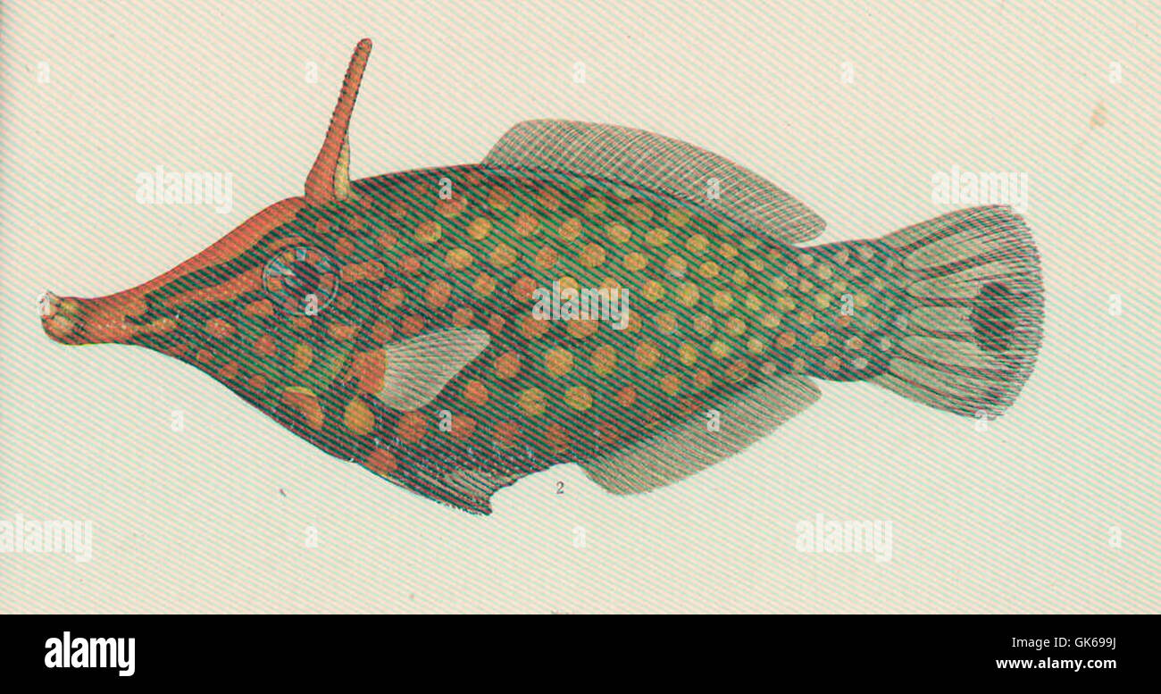 Oxymonacanthus longirostris hi-res stock photography and images - Alamy