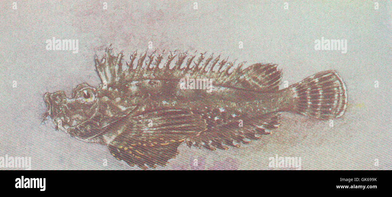 Inimicus japonicus hi-res stock photography and images - Alamy