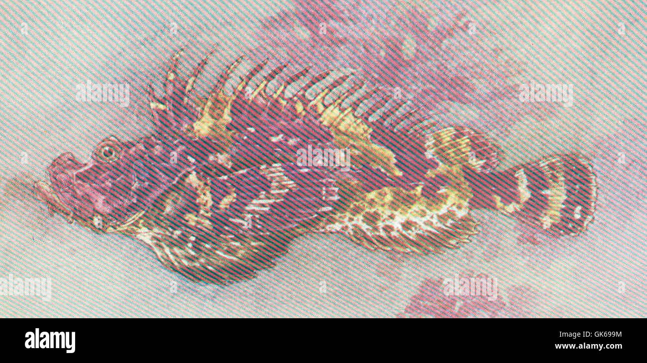 Inimicus japonicus hi-res stock photography and images - Alamy