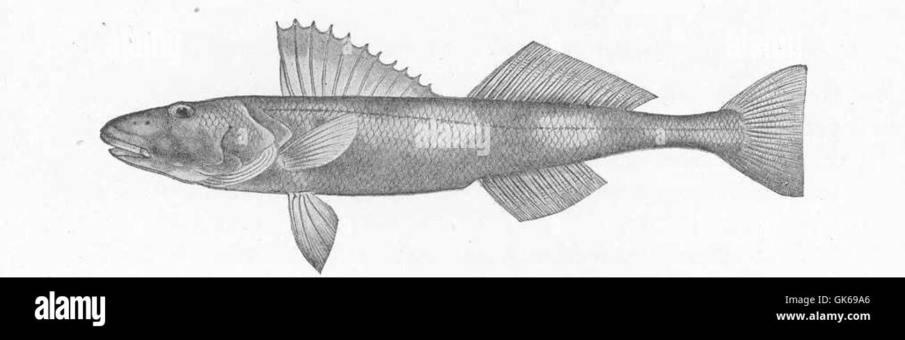Zingel zingel, also known as the Danube perch, a fish species native to ...