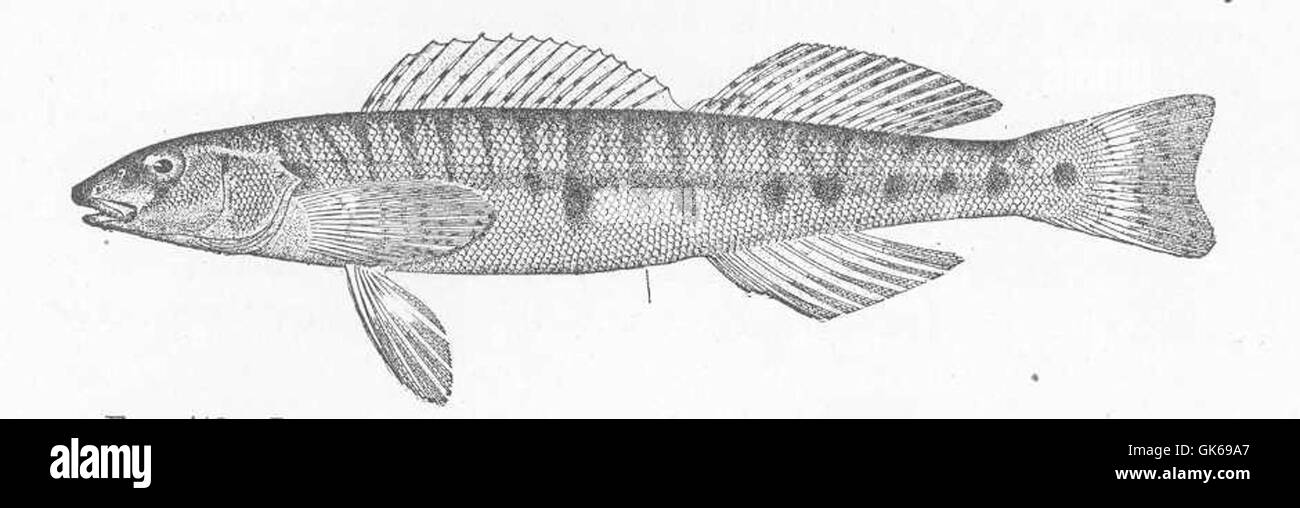 Percina caprodes hi-res stock photography and images - Alamy