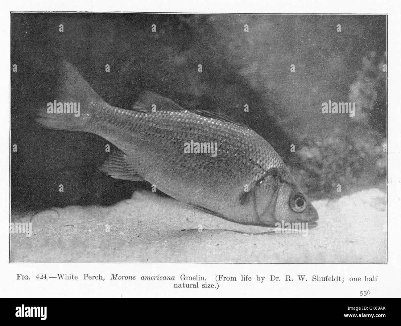 Gmelin Cut Out Stock Images & Pictures - Alamy