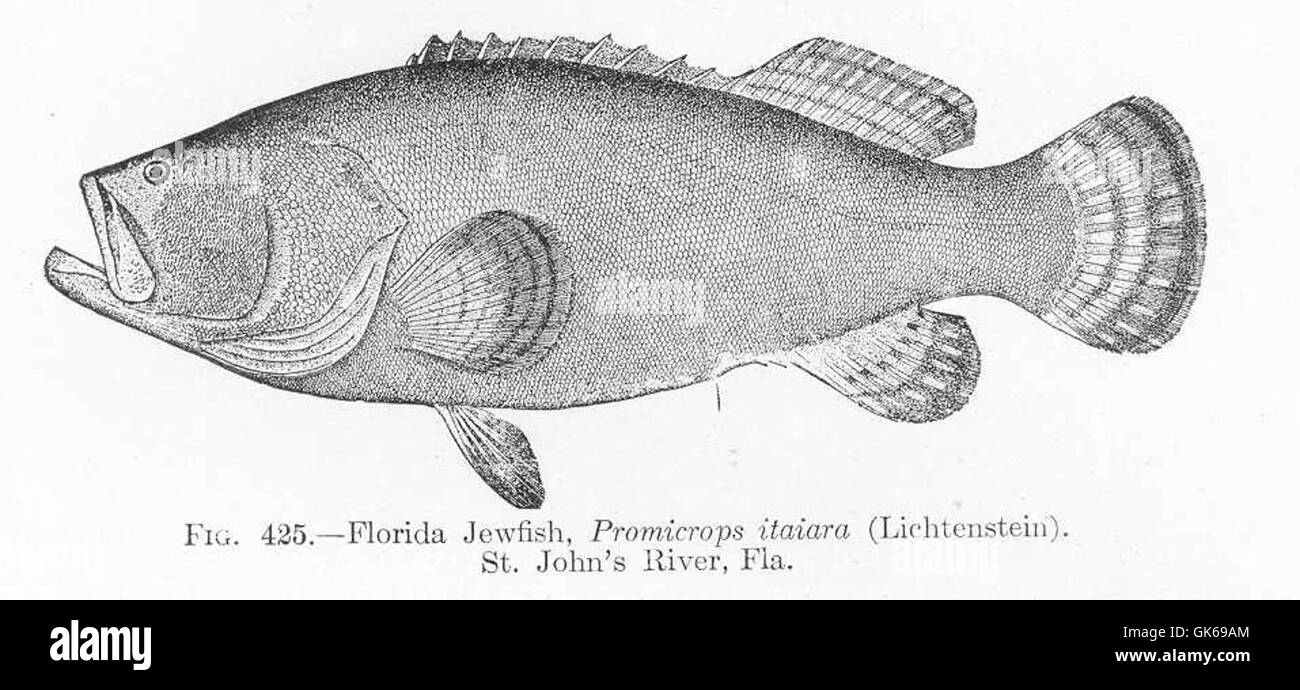 The Florida Jewfish, also known as Promiscops itaiara, was observed in ...