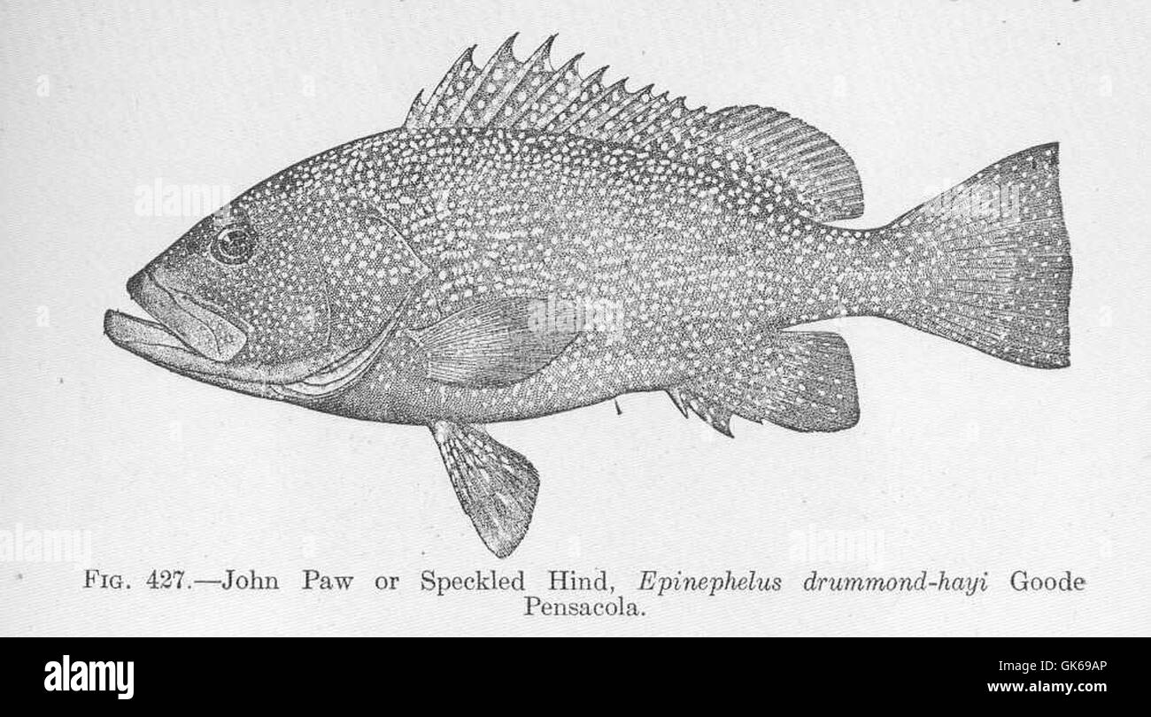 51999 John Paw or Speckled Hind, Epinephelus drummond-hayi Goode ...