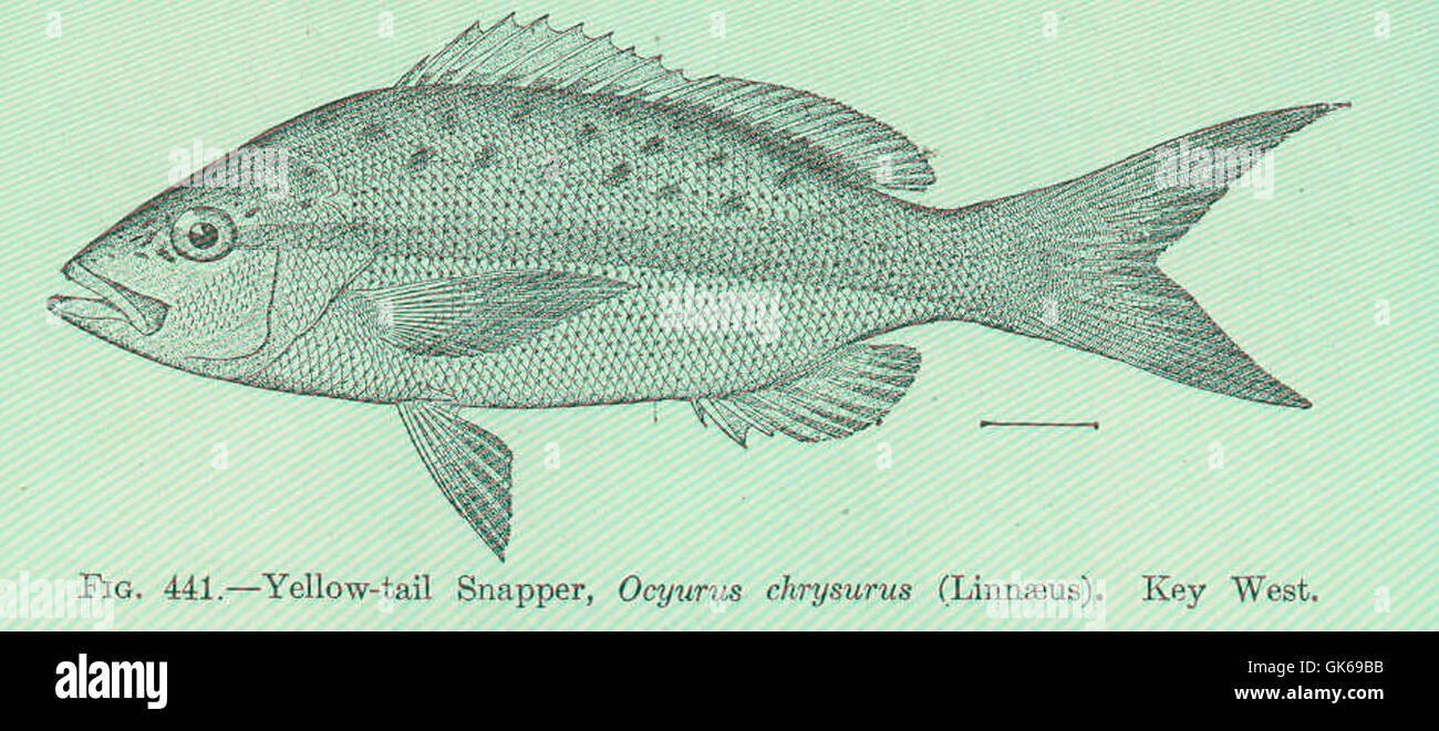 52013 Yellow-tail Snapper, Ocyurus chrysurus (Linnaeus) Key West Stock ...