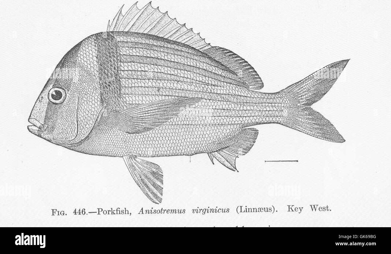 West manuscript Black and White Stock Photos & Images - Alamy