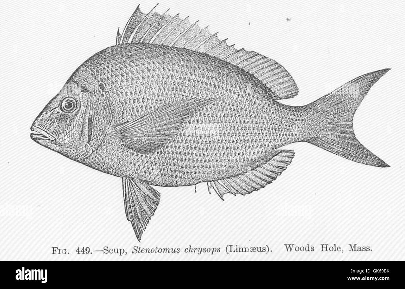 Stenotomus chrysops Black and White Stock Photos & Images - Alamy