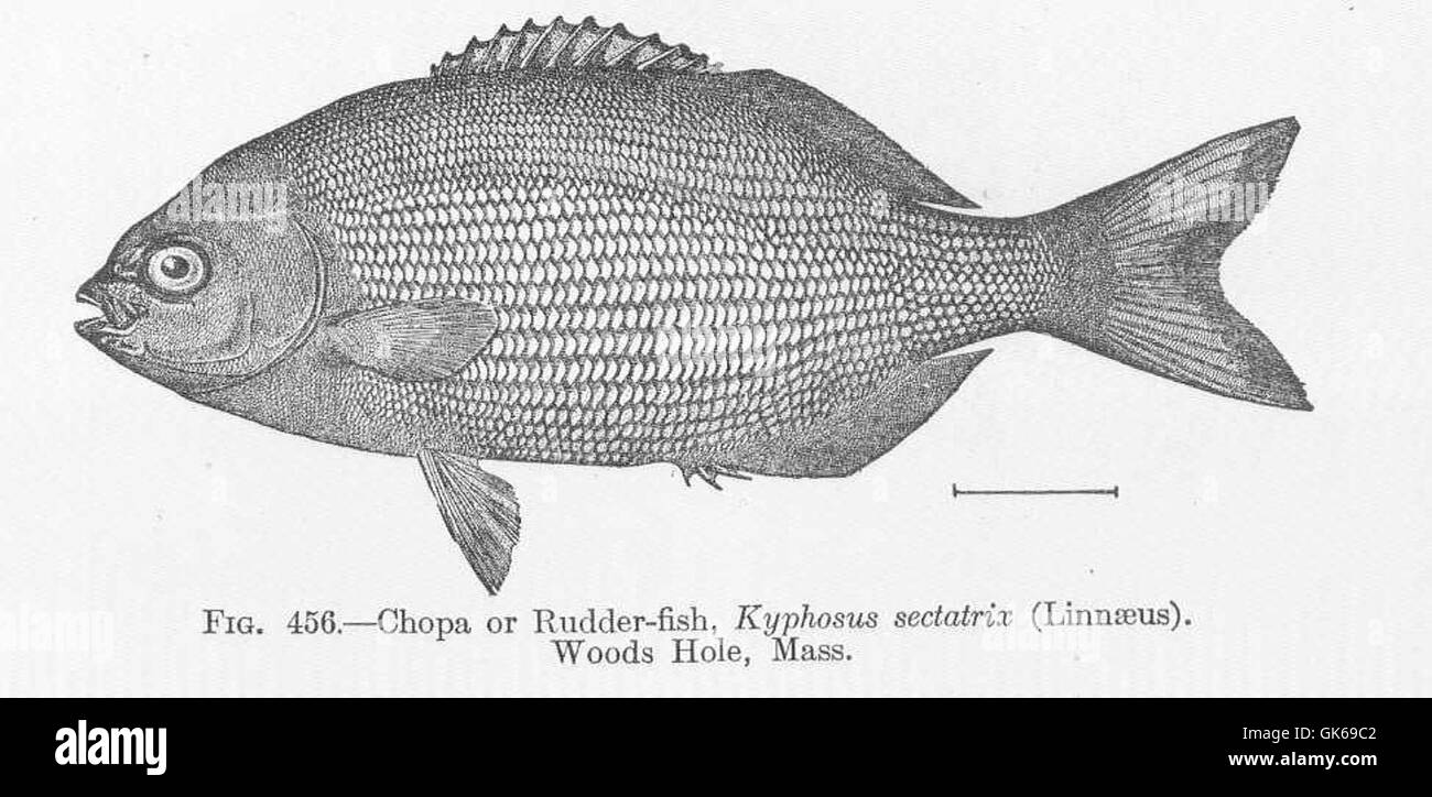 Rudder marine Black and White Stock Photos & Images - Alamy