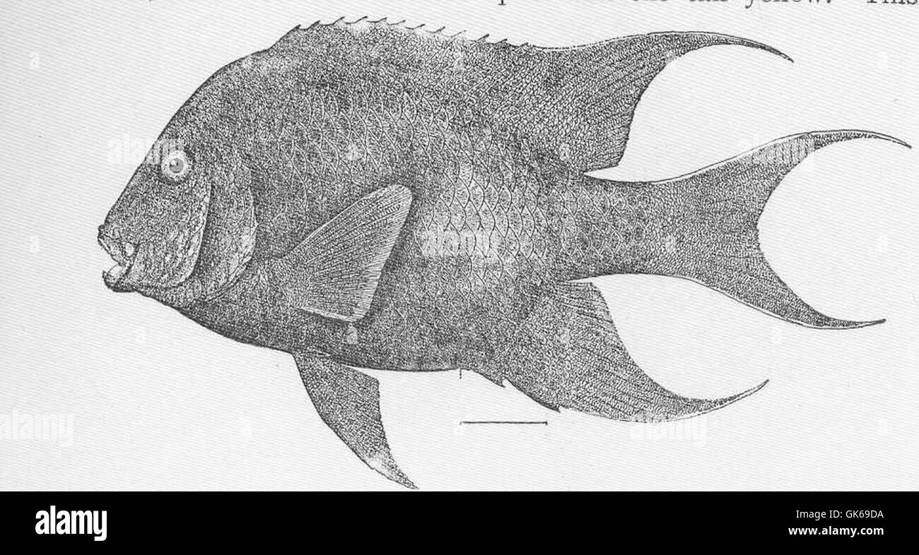 52057 Indigo Damsel Fish, Microspathodon dorsalis (Gill) Mazatlan, Mex ...