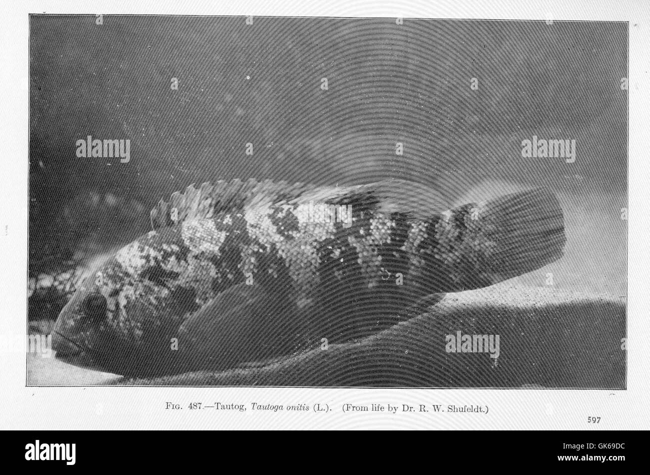 Blackfish tautog fish hi-res stock photography and images - Alamy