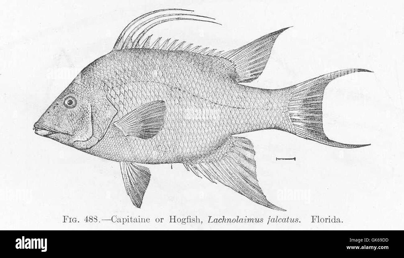 Lachnolaimus falcatus hi-res stock photography and images - Alamy